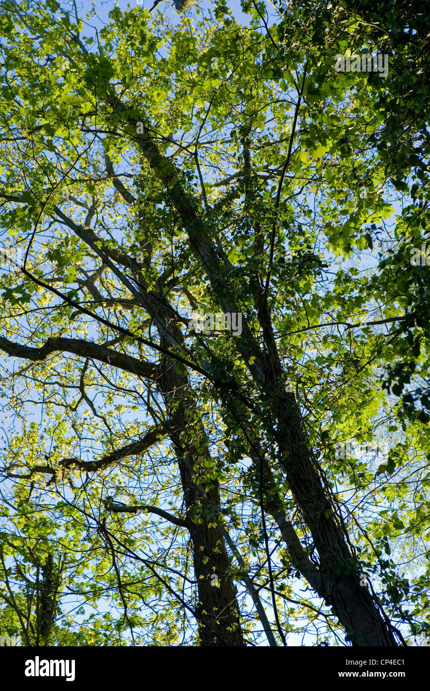 Spring trees hi-res stock photography and images - Alamy