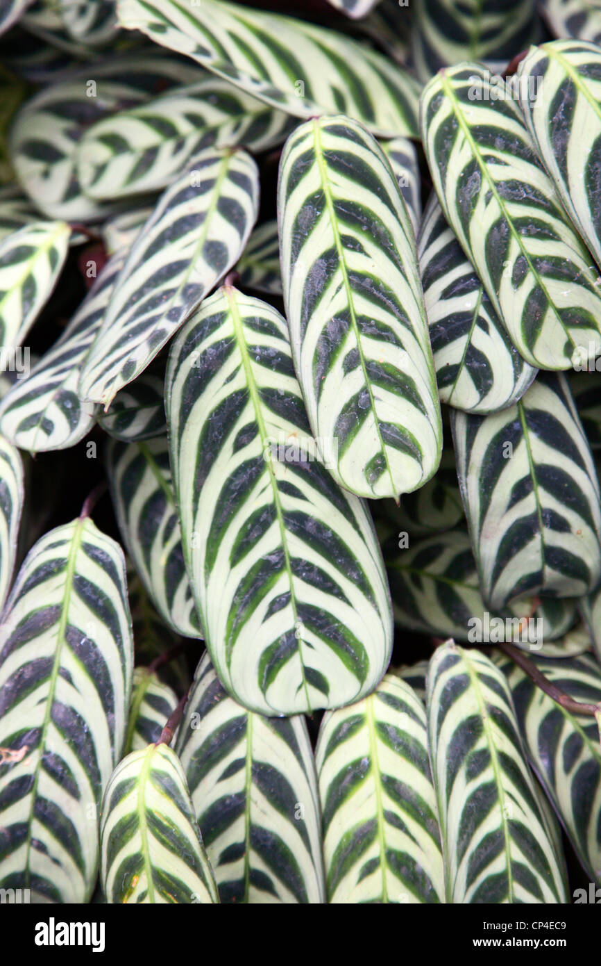 Calathea plant hi-res stock photography and images - Alamy