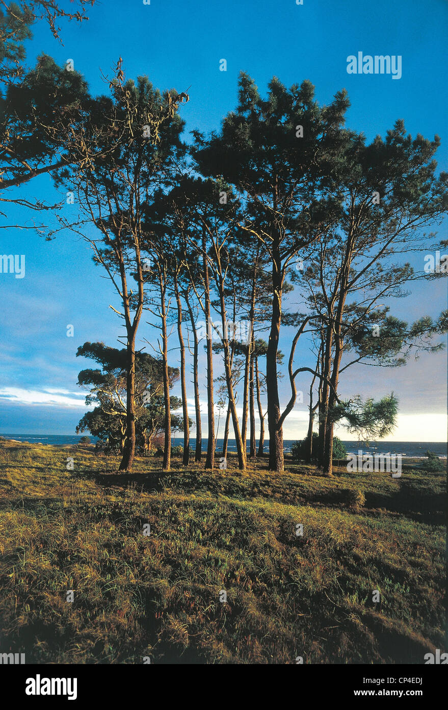 URUGUAY LANDSCAPE AROUND Piriapolis Stock Photo - Alamy