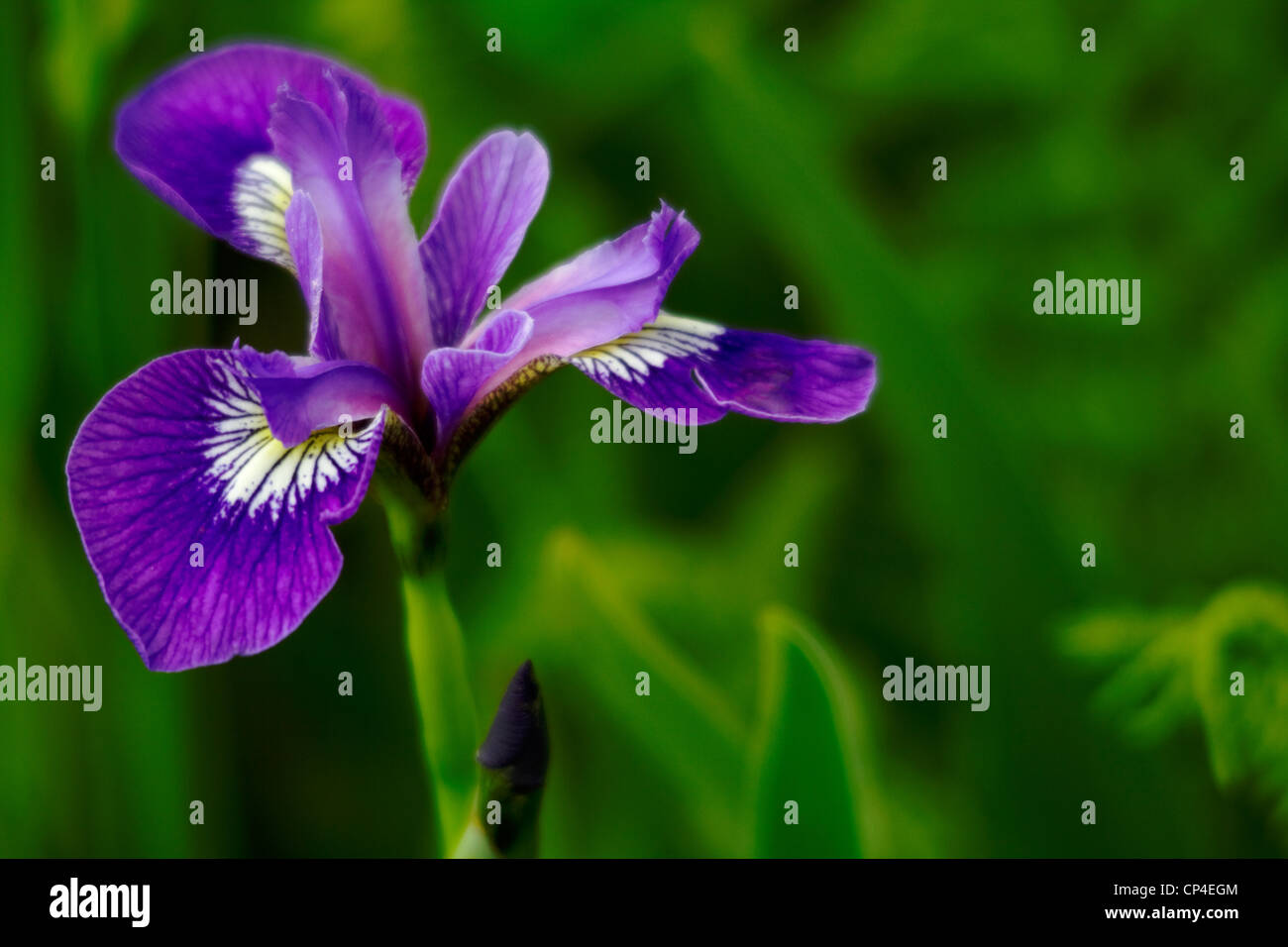 Wild, blue flag iris blossom in vivid color with unfocused background ...