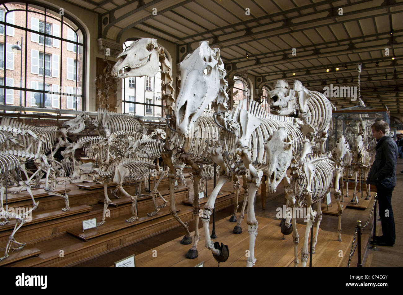 Museum natural history paris hi-res stock photography and images - Alamy