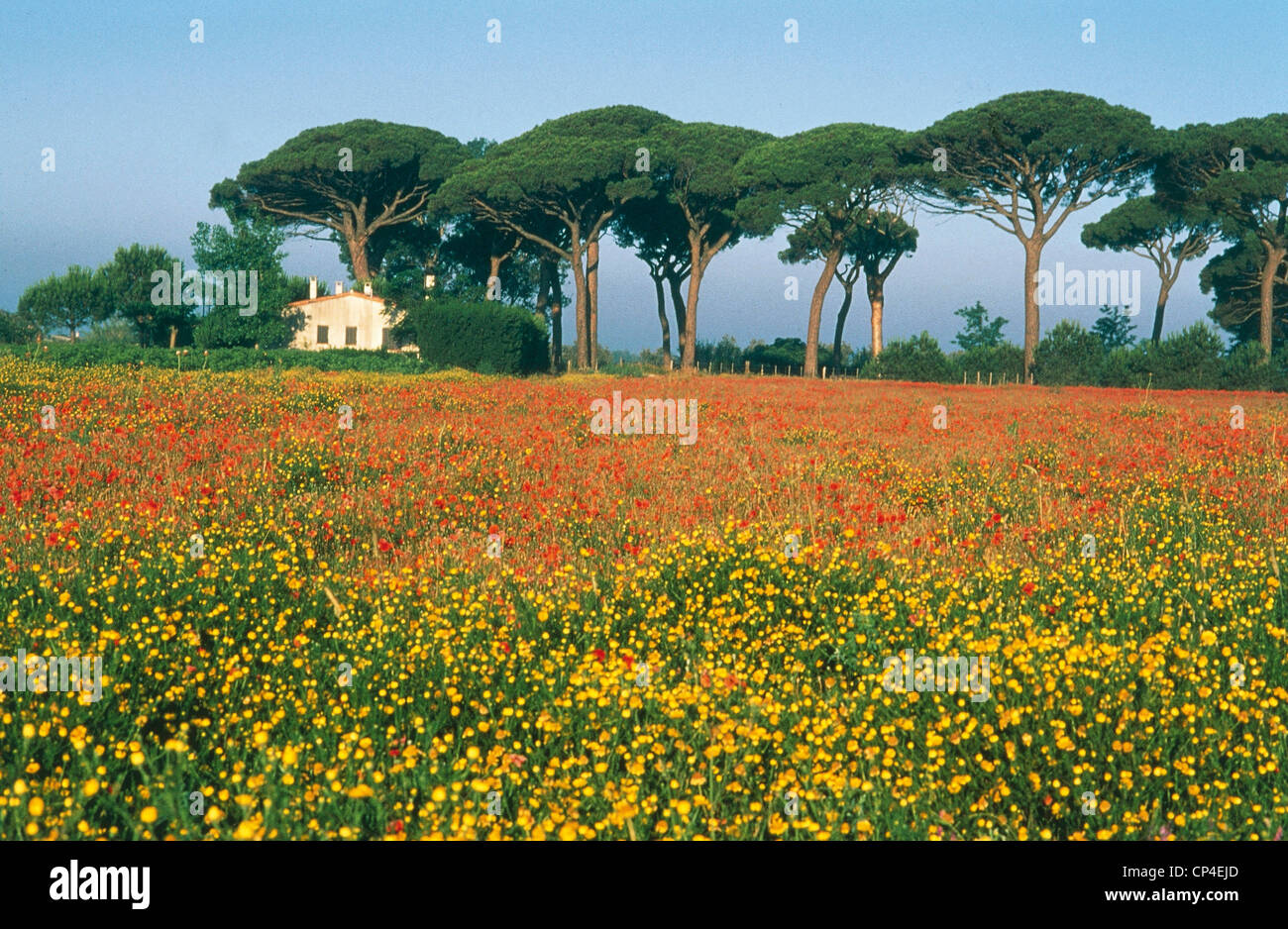 France - Camargue Nature Park - Field flowers and pine trees Stock ...