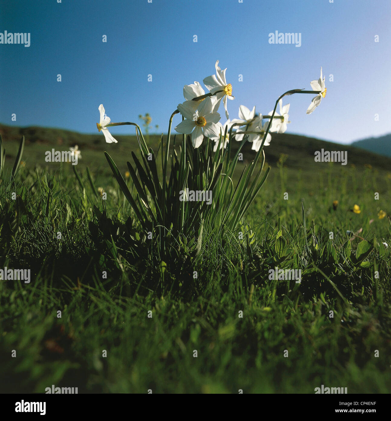 Calabria - National Park of Sila, Sila Grande. Blossoming violets Stock ...