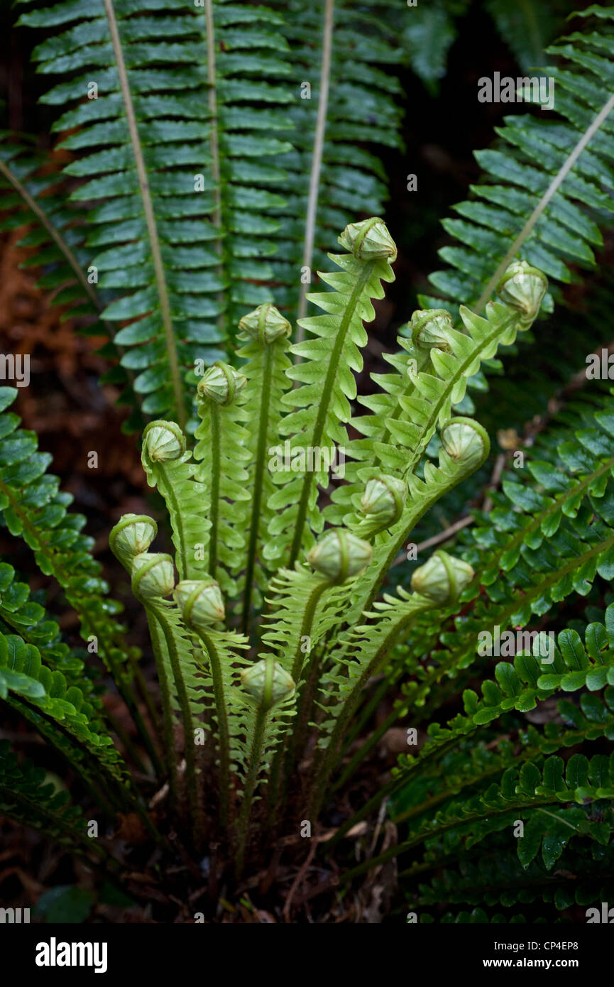 Ulva Island, New Zealand Stock Photo - Alamy