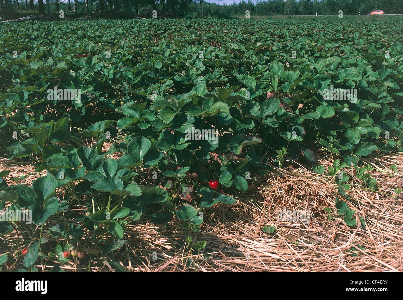Sweden - Growing strawberries Stock Photo - Alamy