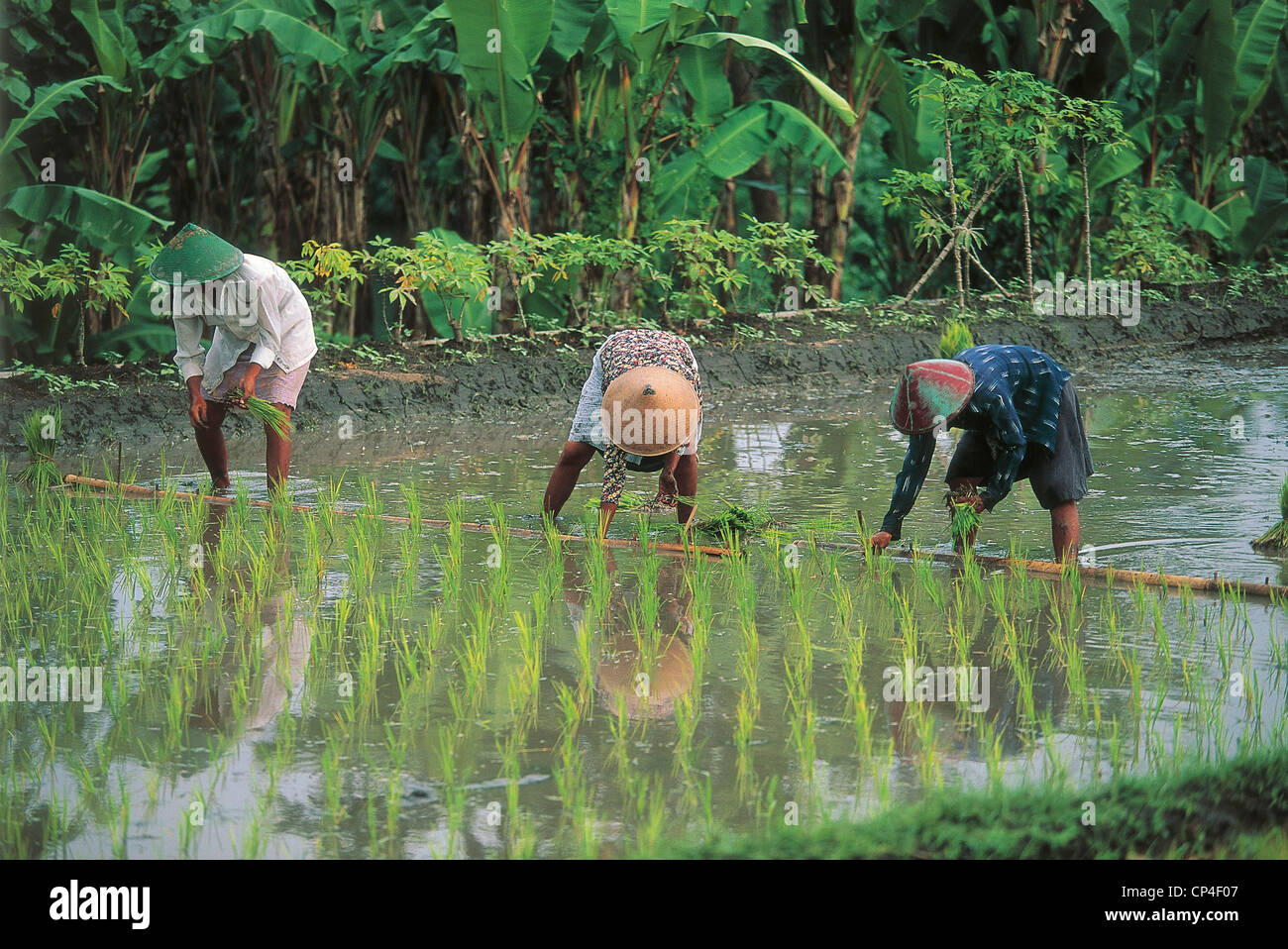 Peasants working hi-res stock photography and images - Alamy