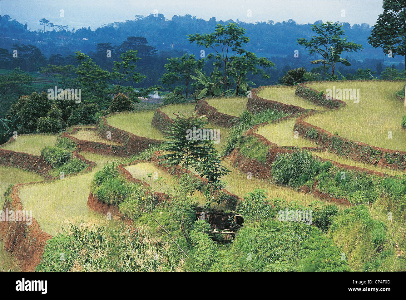 INDONESIA ISLE OF JAVA PLATEAU Dieng Stock Photo - Alamy