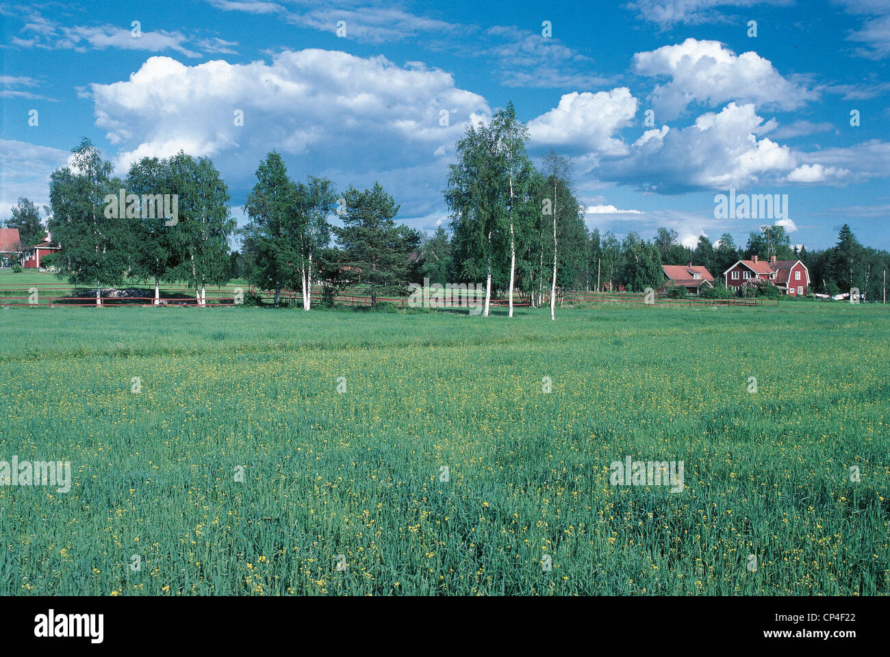 Sweden - Dalarna countryside Stock Photo - Alamy