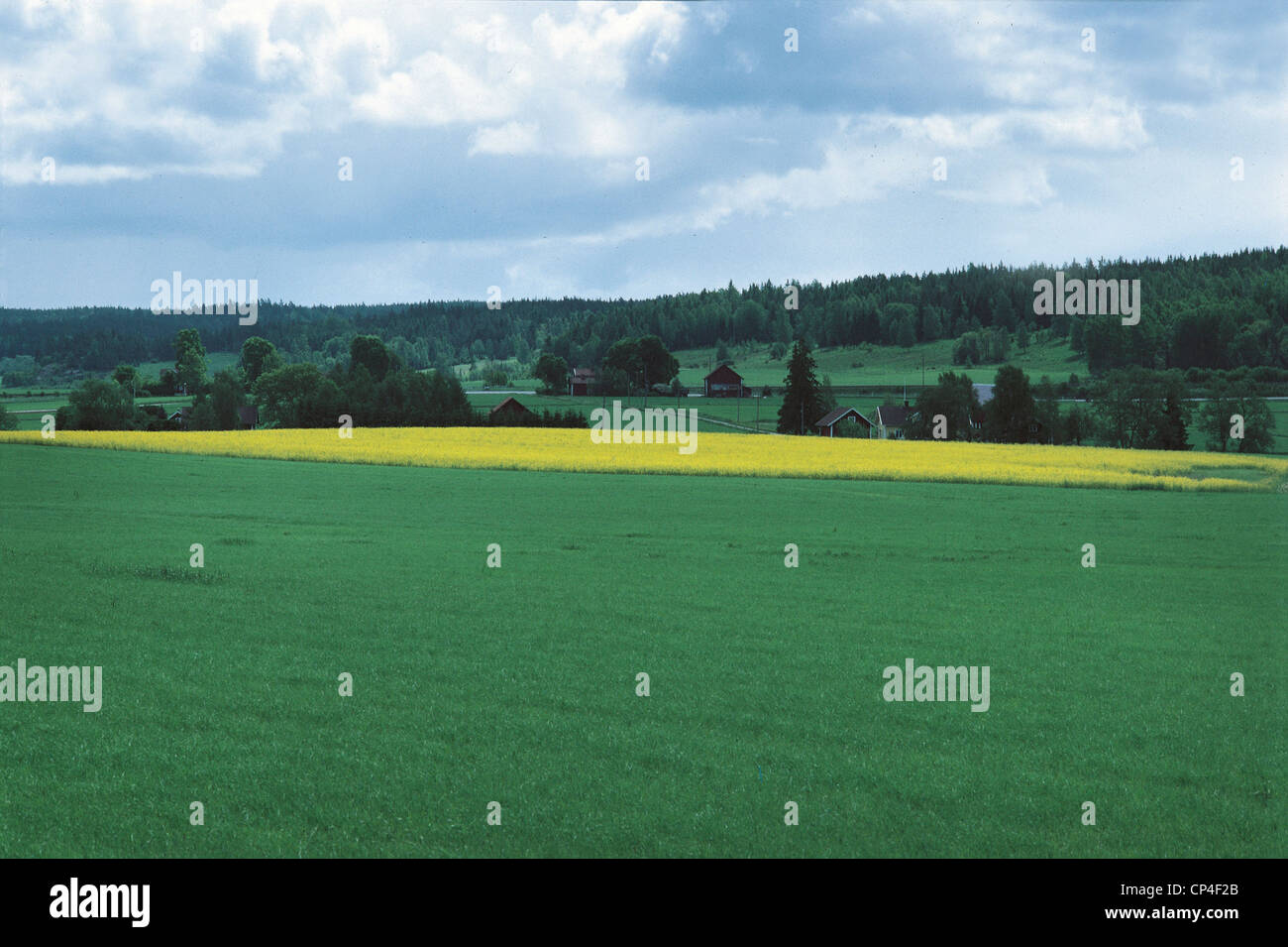 Sweden - Ostergotland, crops Stock Photo - Alamy