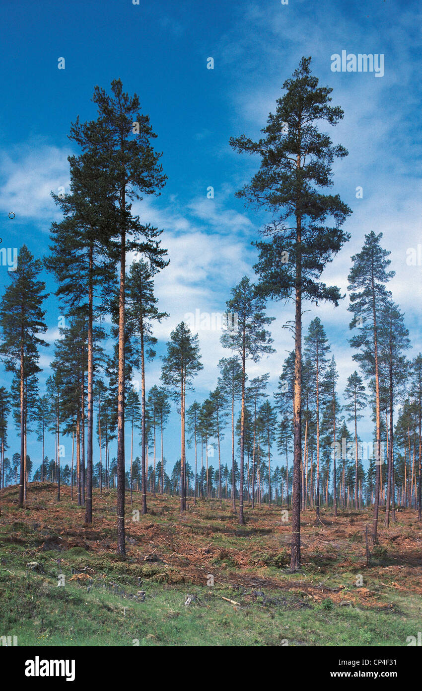 Sweden - Angermanland - Forest Stock Photo - Alamy