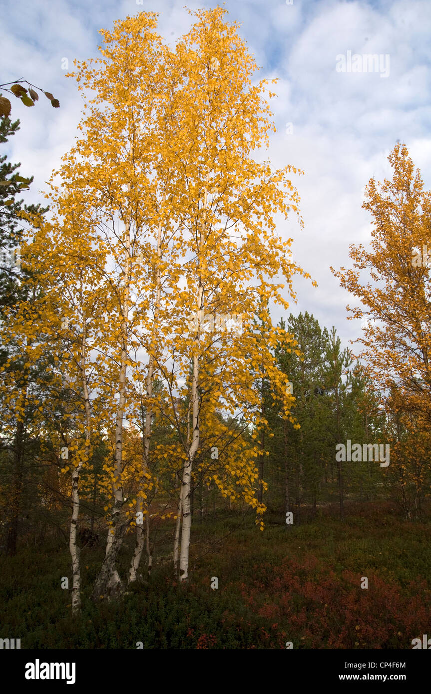 Finland - Lapland. Birch during ruska "(Autumn Lapp Stock Photo - Alamy