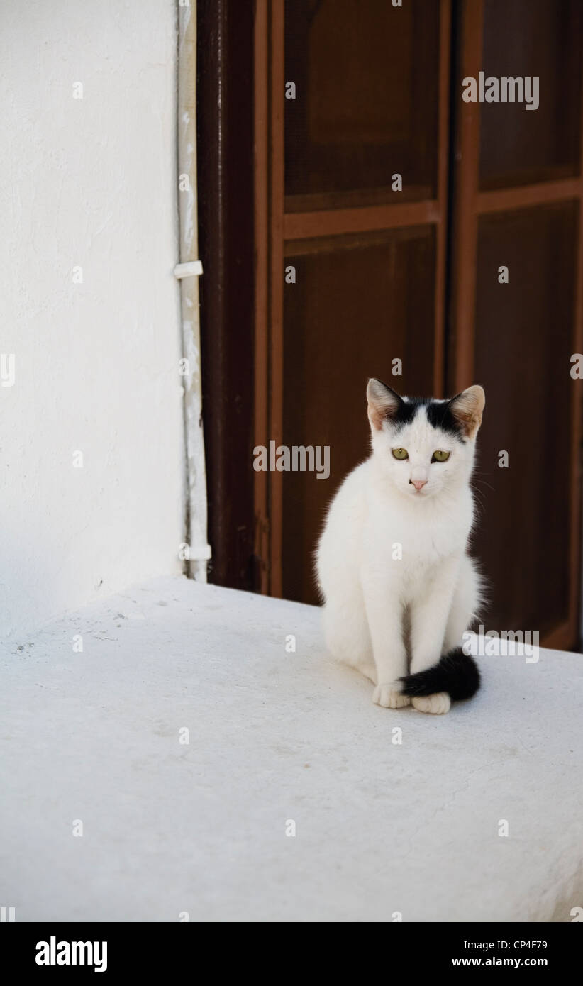 White cat sitting in front of window Stock Photo - Alamy