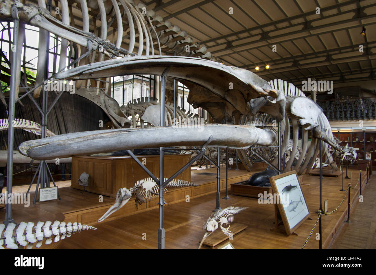 Exhibition bones skeletons in paleontology hi-res stock photography and ...