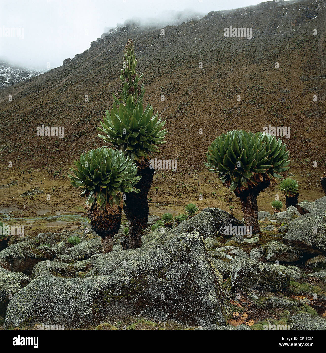 Kenya - Mount Kenya National Park (World Heritage Site by UNESCO, 1997 ...
