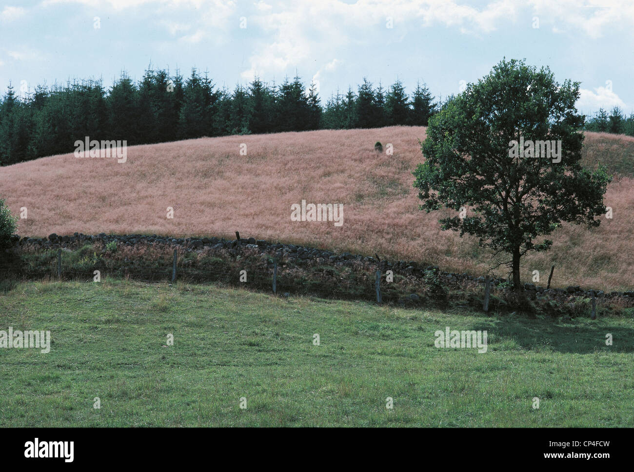 Sweden - Scania landscape Stock Photo - Alamy