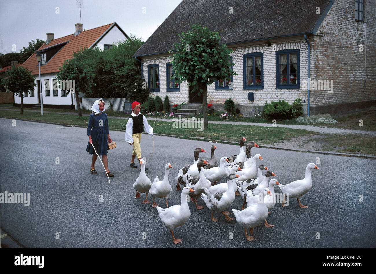 Scania Goose High Resolution Stock Photography and Images - Alamy