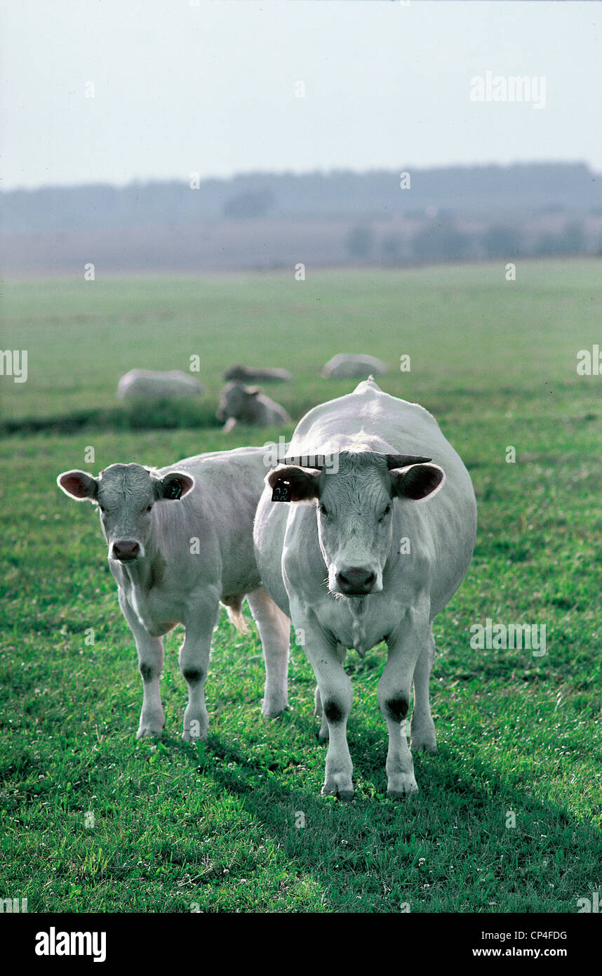 Sweden Cattle Breeding Stock Photo - Alamy