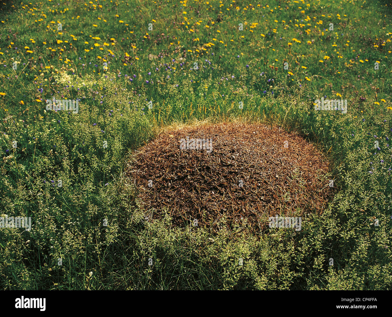 Anatomical parts of insects hi-res stock photography and images - Alamy
