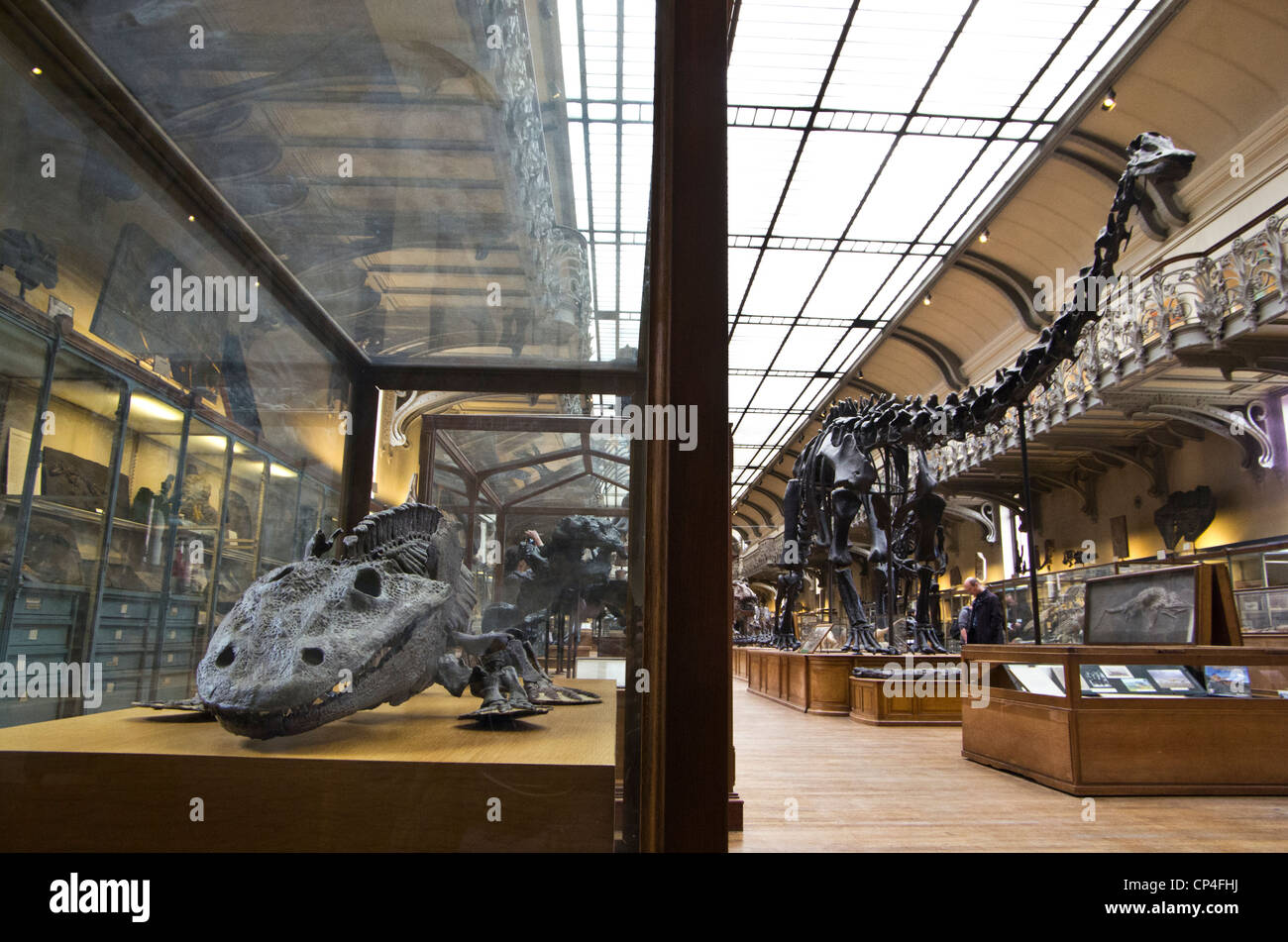 Museum natural history paris hi-res stock photography and images - Alamy