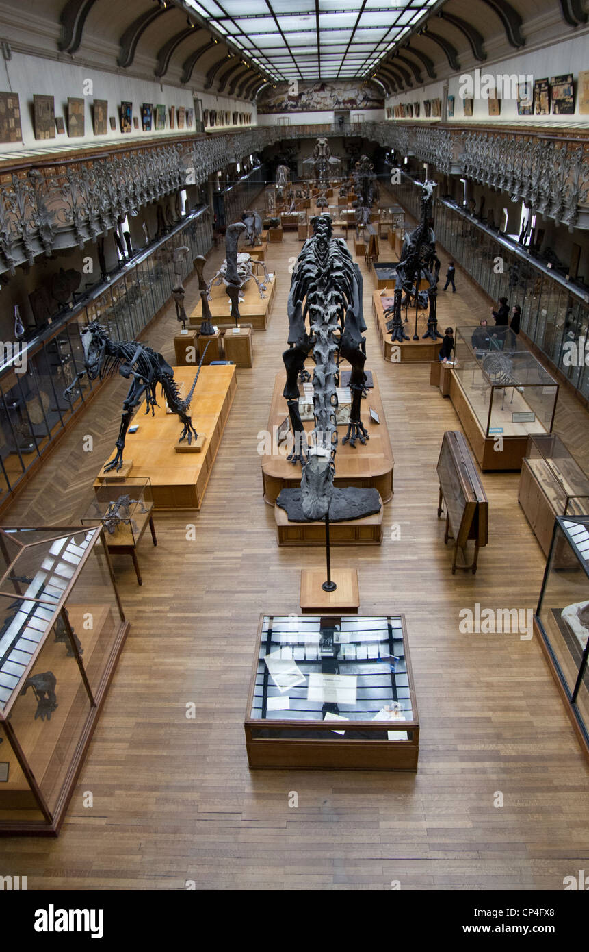 Museum natural history paris hi-res stock photography and images - Alamy