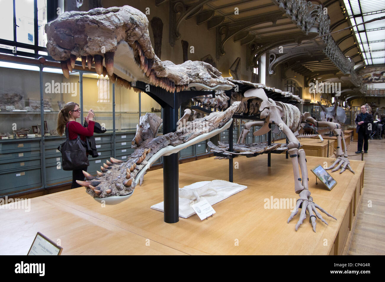 Prehistoric Alligator Fossil