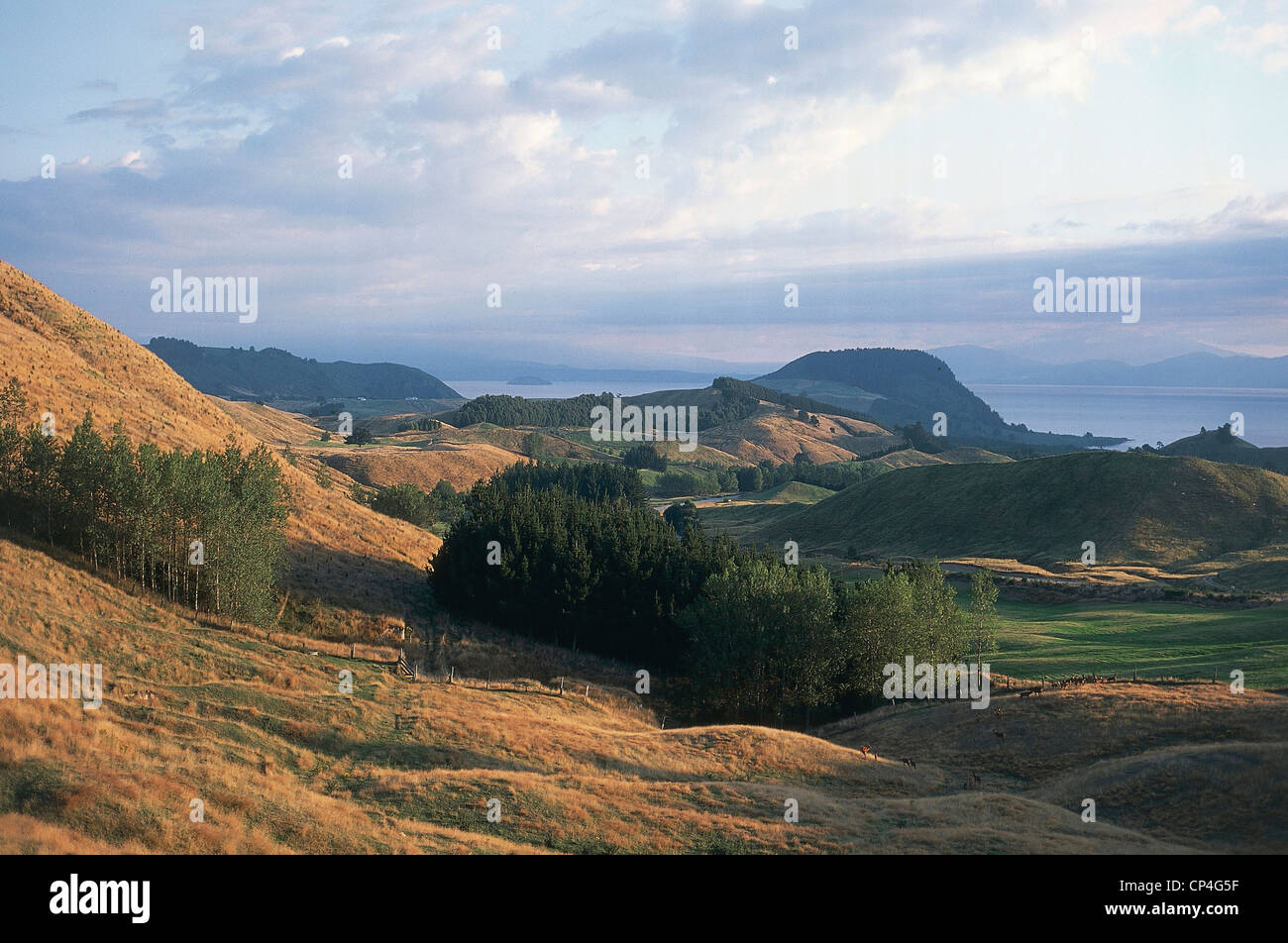 New Zealand - North Island - Landscape near Taupo, Lake Taupo in the ...