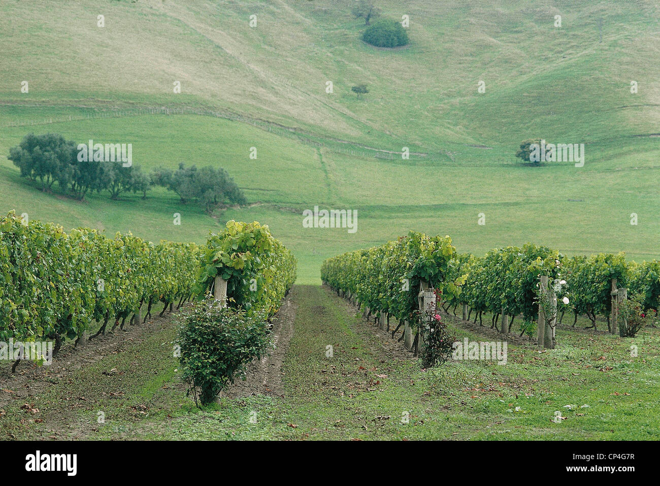 New Zealand - North Island - Hawke's Bay - Napier. Vineyards Stock ...