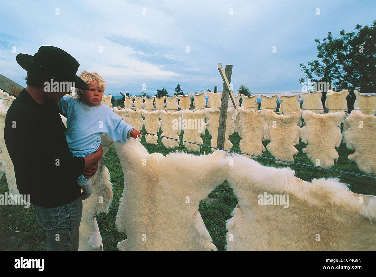 New Zealand Napier Tannery: Working Sheep Skins Stock Photo - Alamy