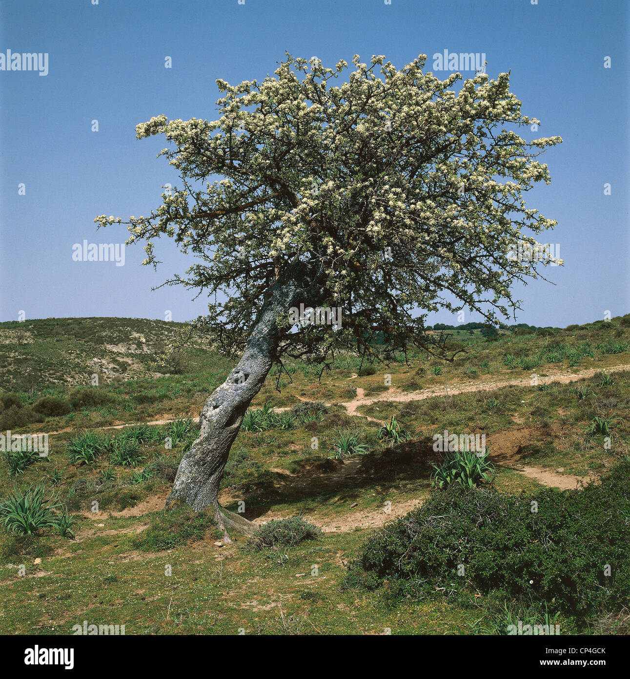 Botany - Trees - Rosaceae - plum (Prunus domestica). Sardinia, Parco ...