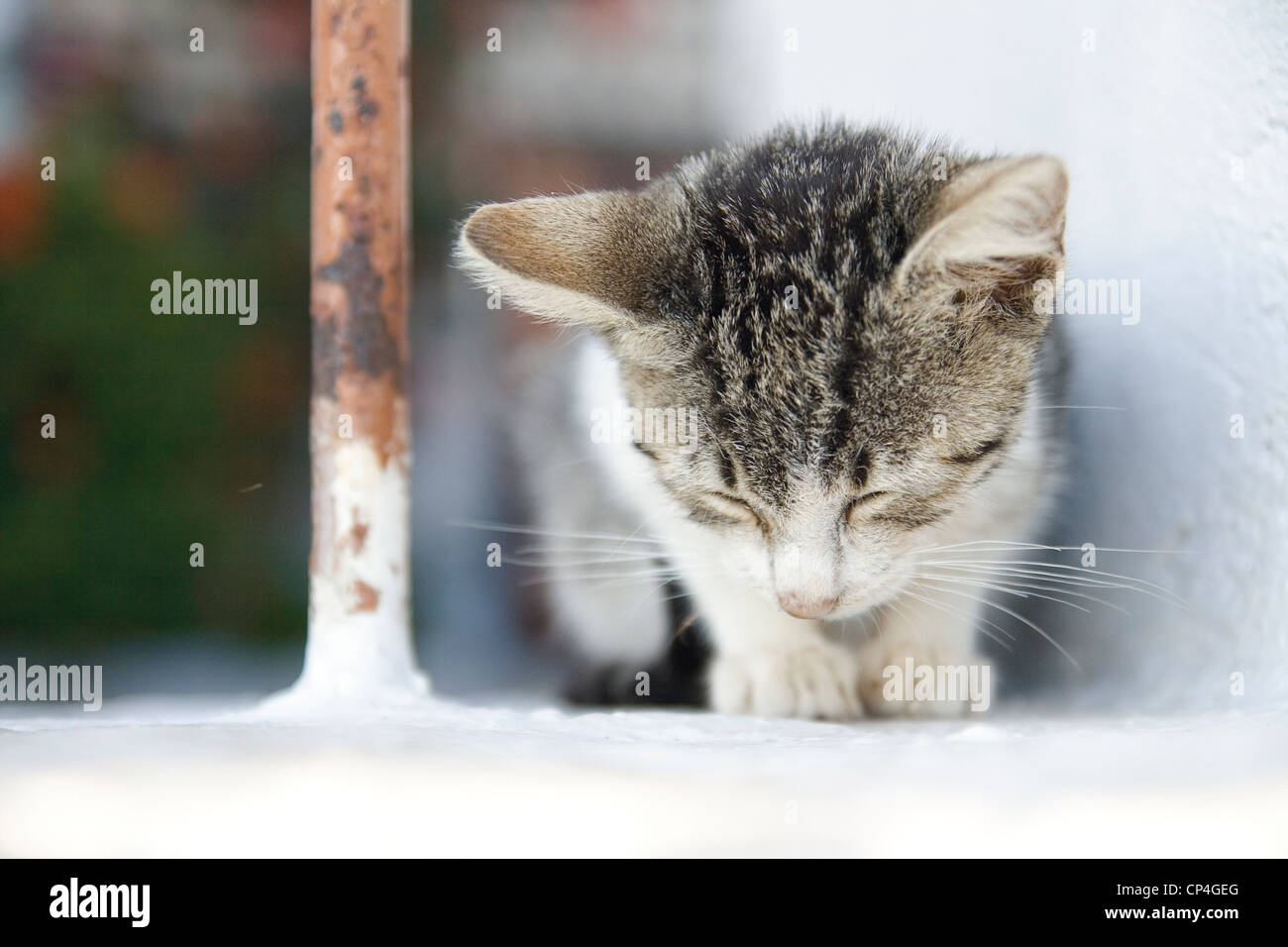 Sad cat on a wall Stock Photo - Alamy