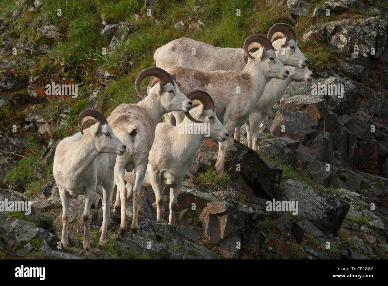 Dall Sheep (Ovis dalli) rams take refuge on Marmot Rock high above the ...
