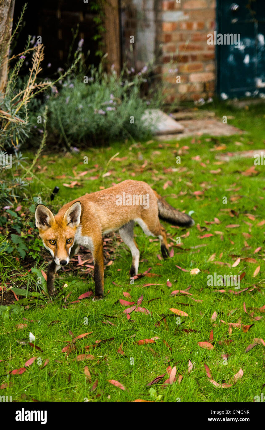 Urban Fox in garden Stock Photo - Alamy