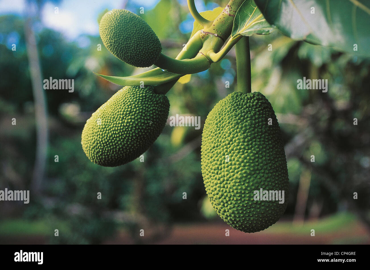 French Polynesia (Overseas Territory of French Republic) Society ...