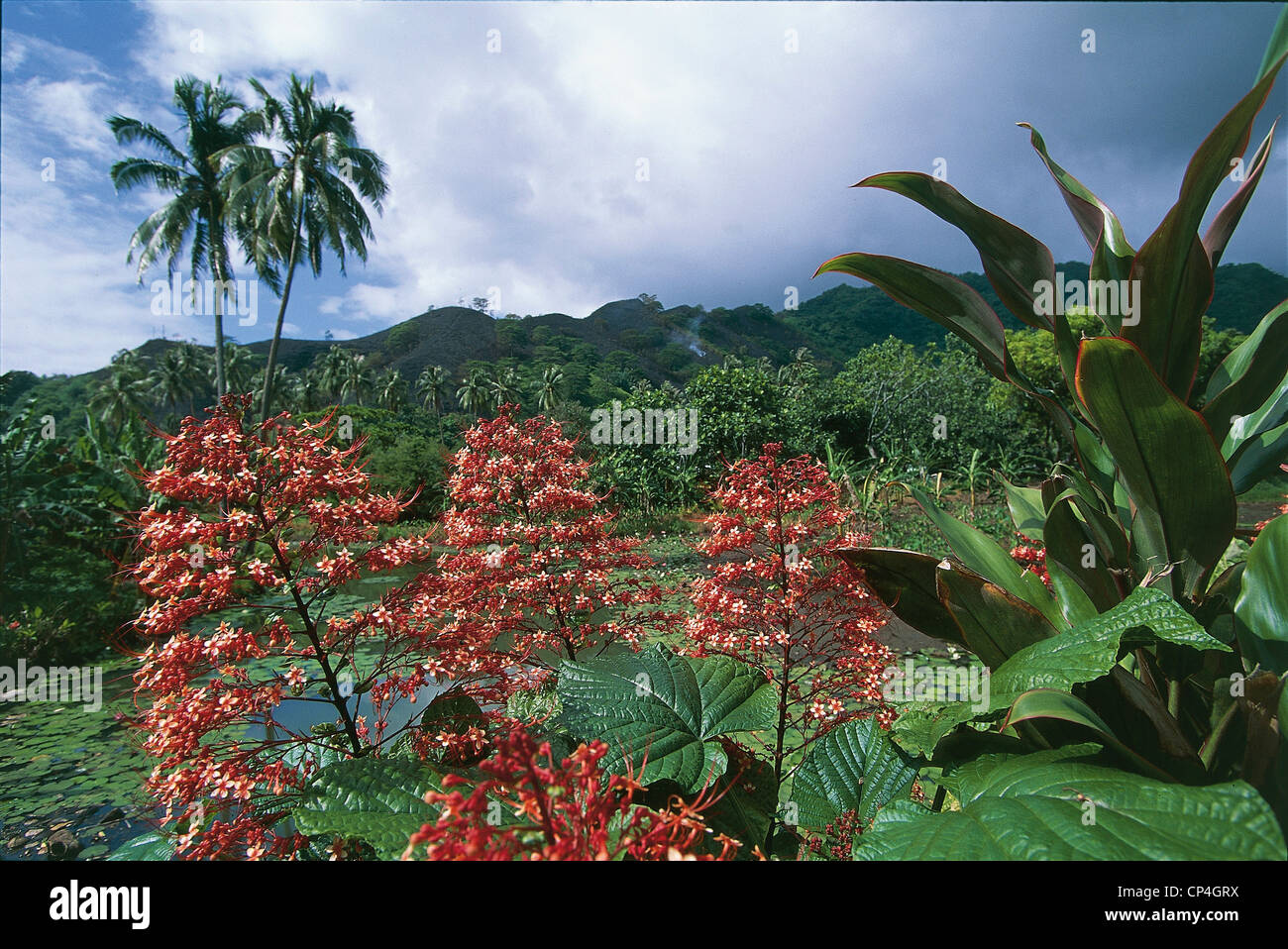 Plants names in french hi-res stock photography and images - Alamy