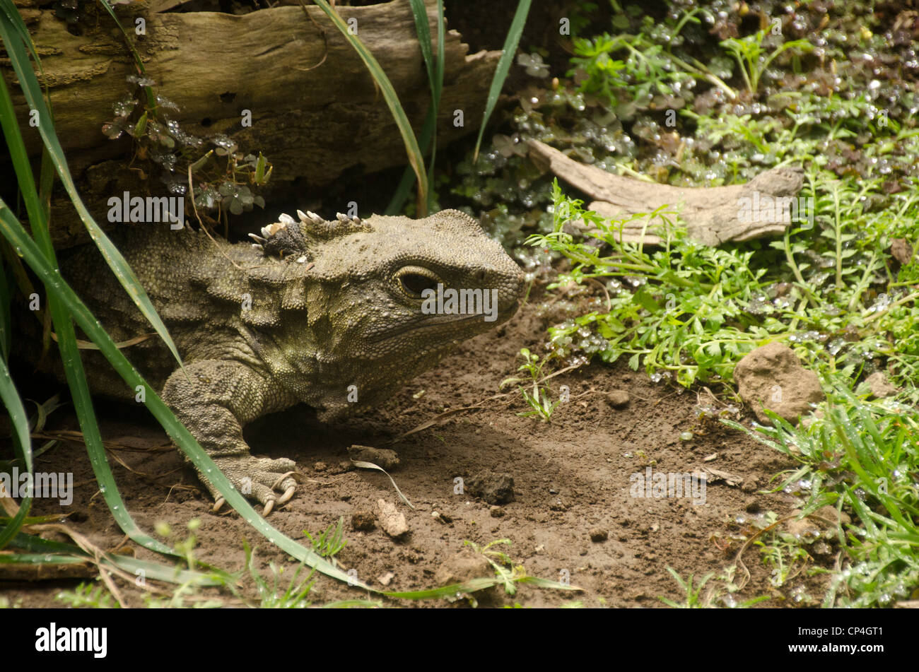 Tuatara, Invercargill, South Island, New Zealand Stock Photo - Alamy
