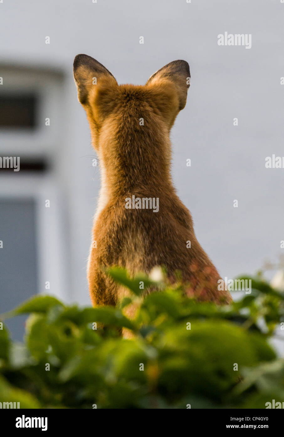 Urban Fox looking away Stock Photo - Alamy