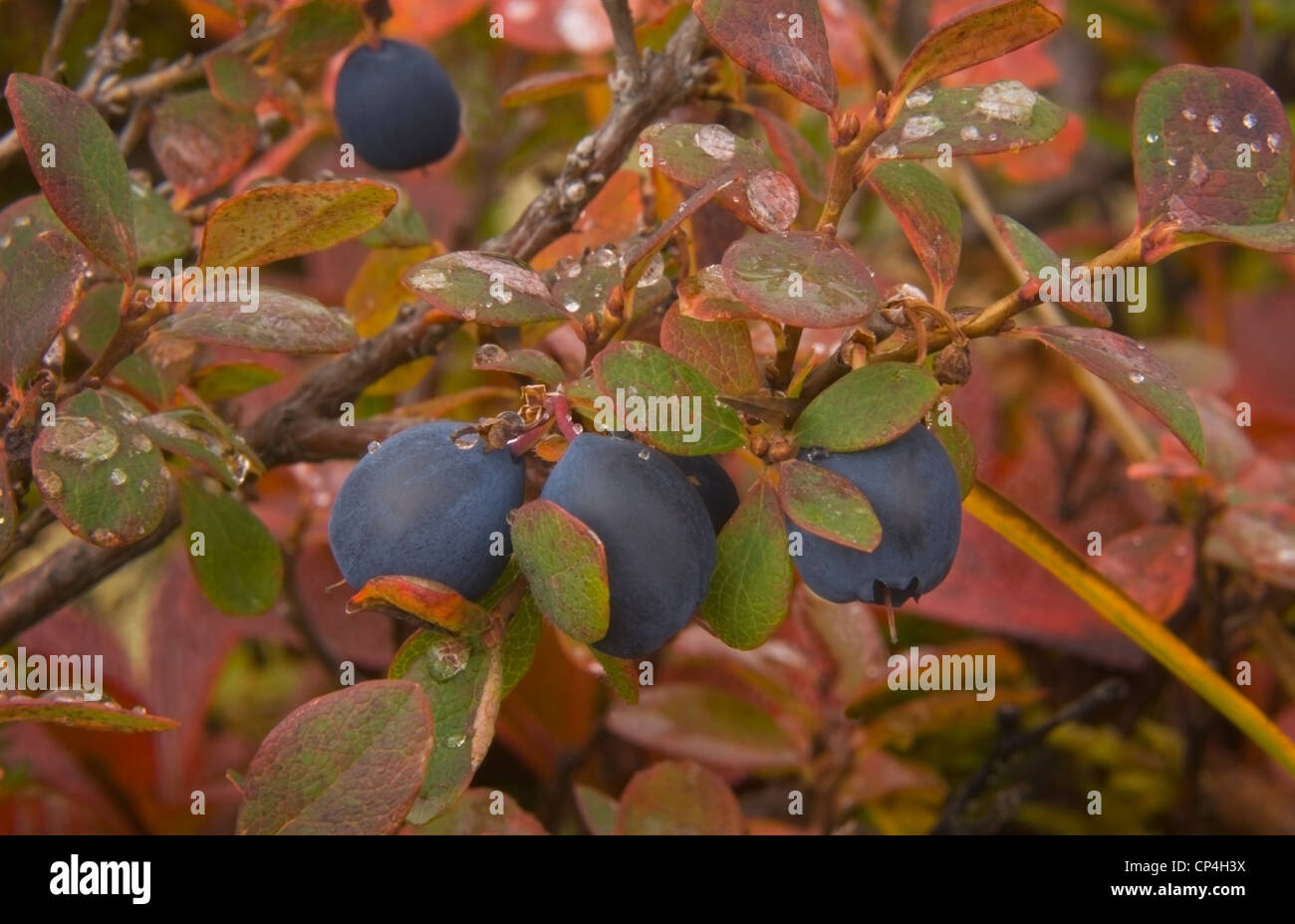 Ripe blueberries are a fall ritual in Denali National Park. Blueberries ...