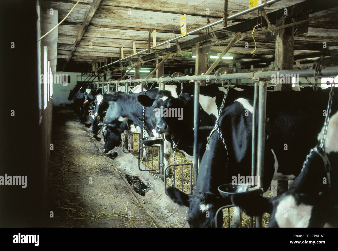 Denmark - Farming of cattle, inside the barn Stock Photo - Alamy