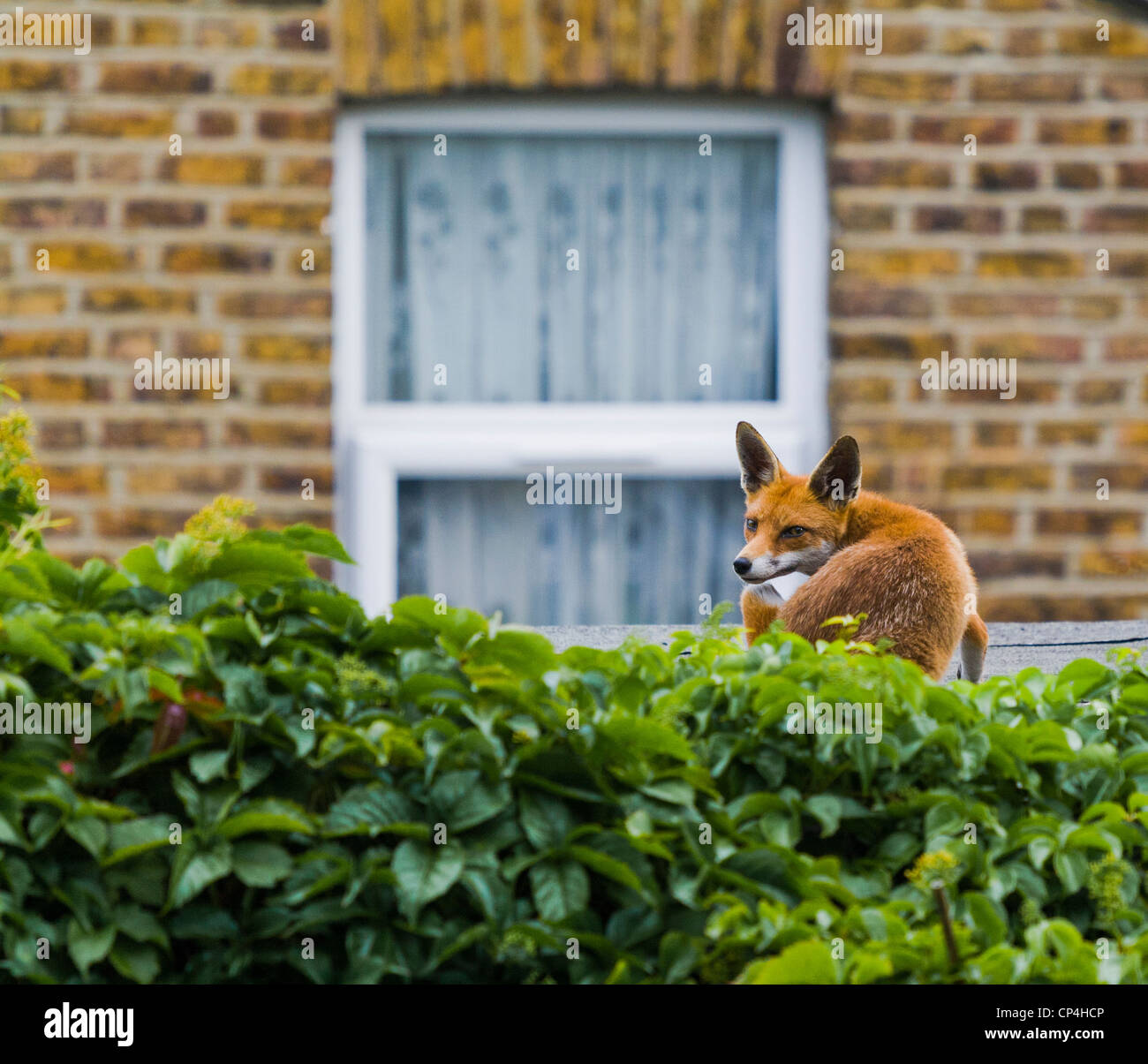 Urban Fox scratching in garden Stock Photo - Alamy