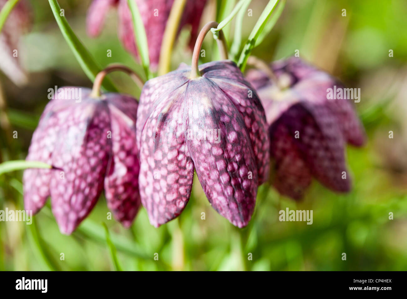 Fritillary flowers in a garden Stock Photo - Alamy