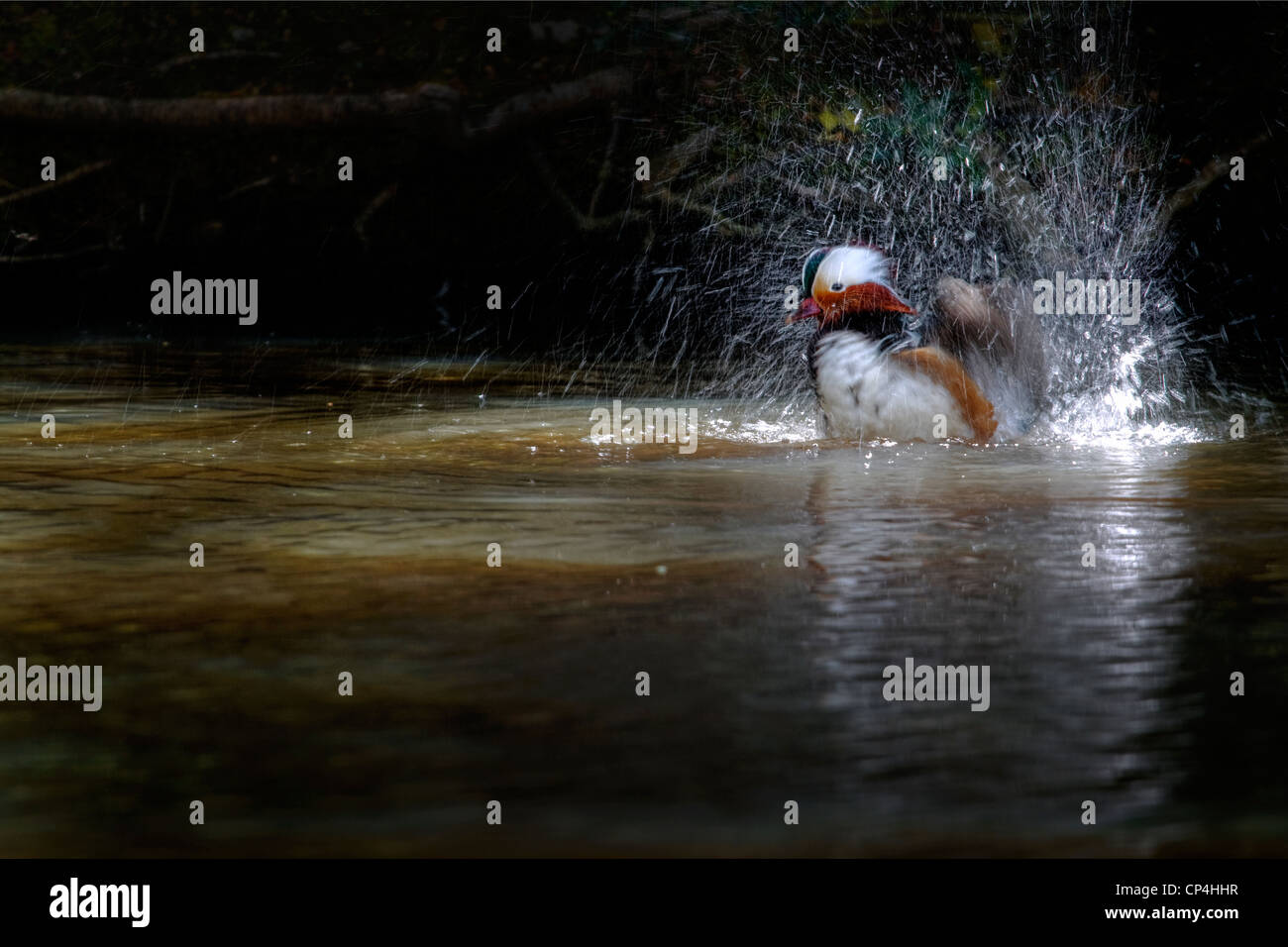 mandarin duck splashing in pond Stock Photo - Alamy