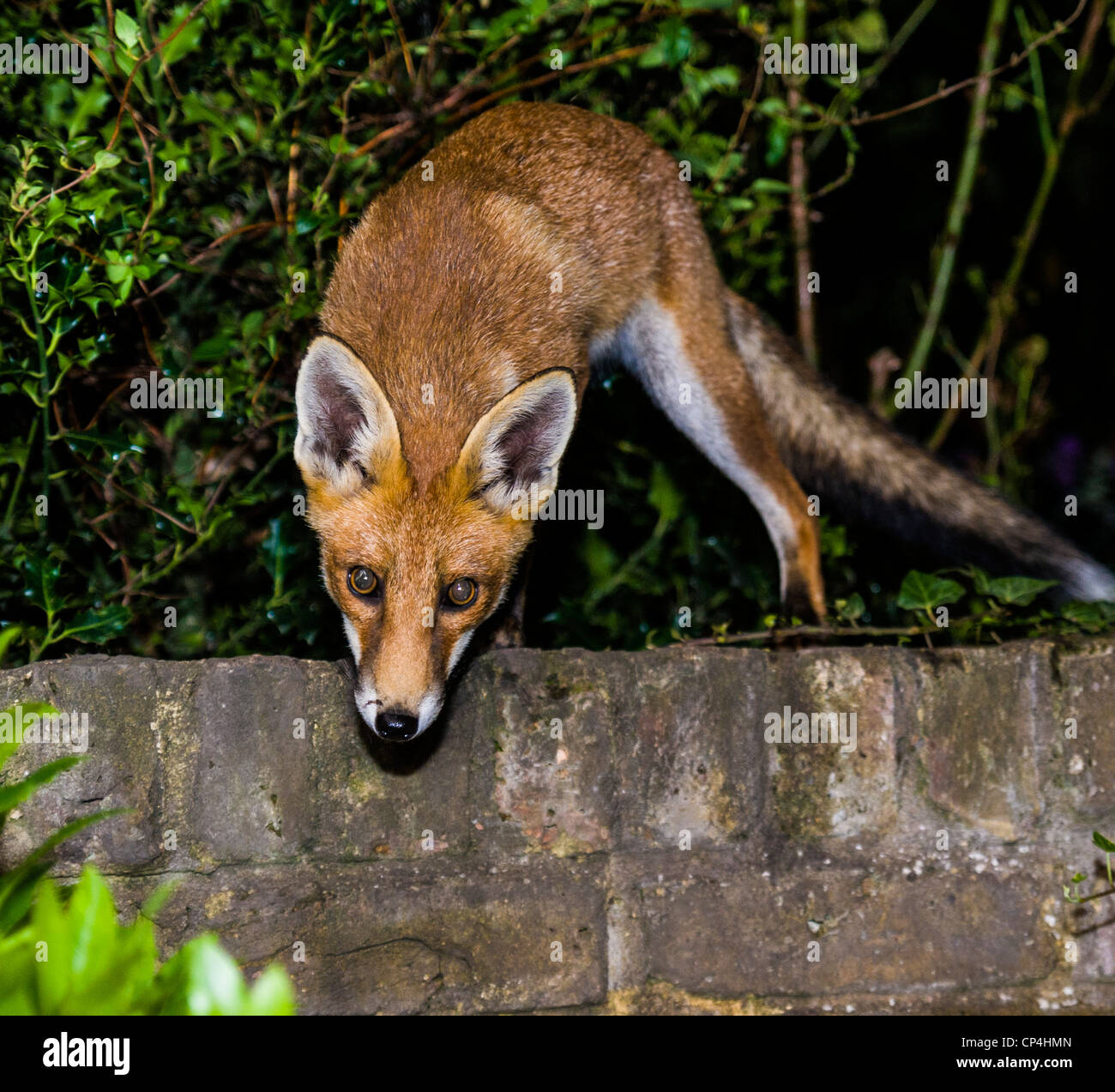 Fox garden wall hi-res stock photography and images - Alamy