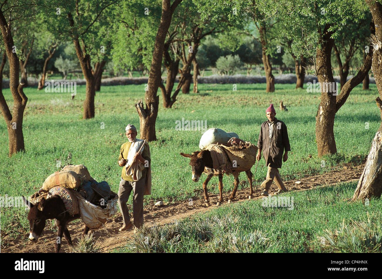 Mammalia of marocco hi-res stock photography and images - Alamy
