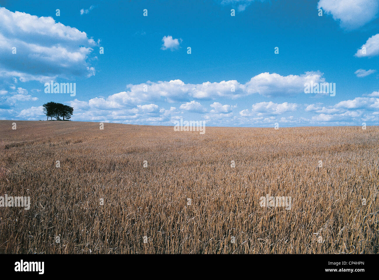 Denmark - cultivated fields Stock Photo - Alamy