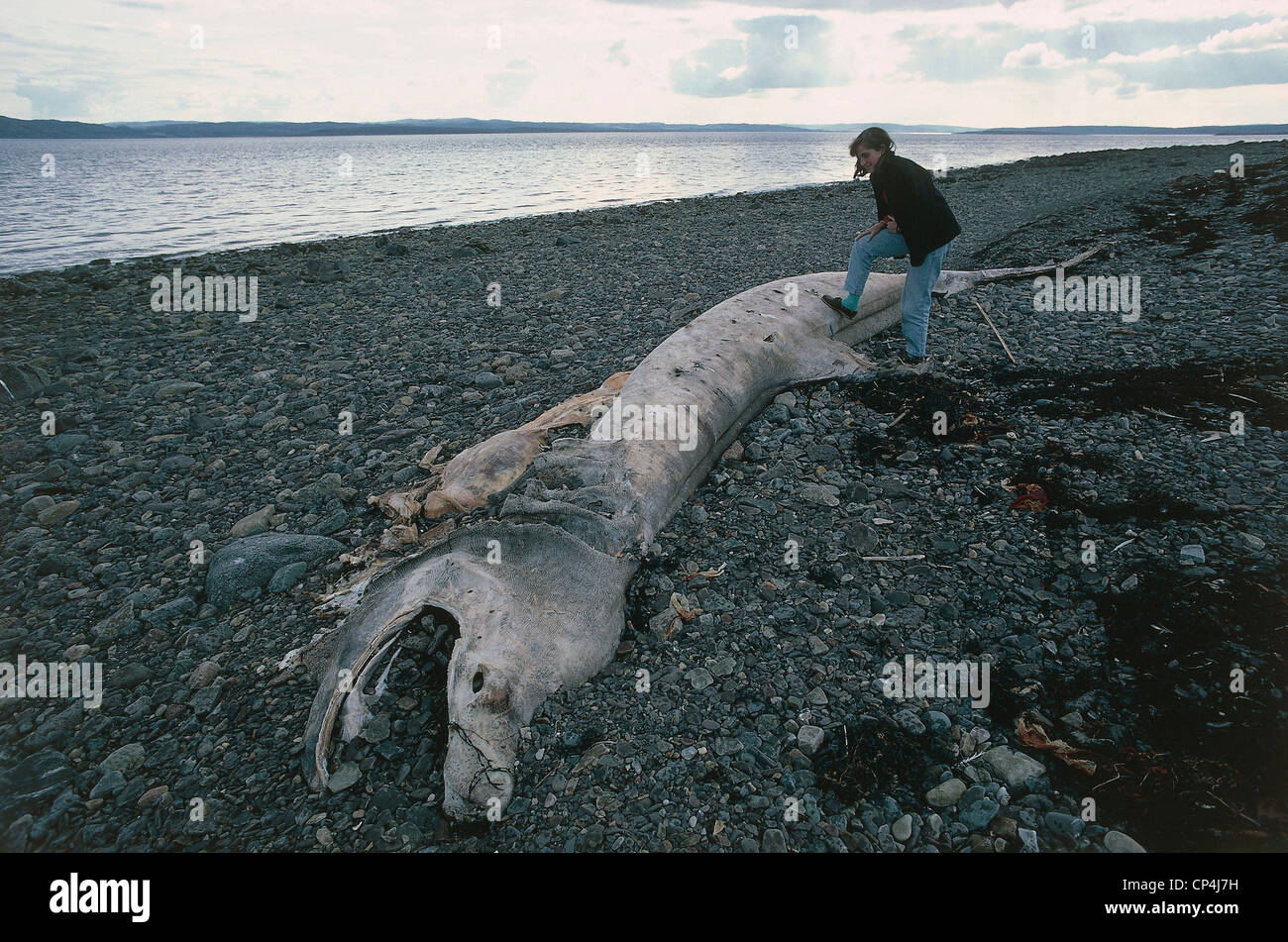 NORWAY, Finnmark VARANGERFJORDEN: REMAINS OF A SHARK (Cetorhinus ...