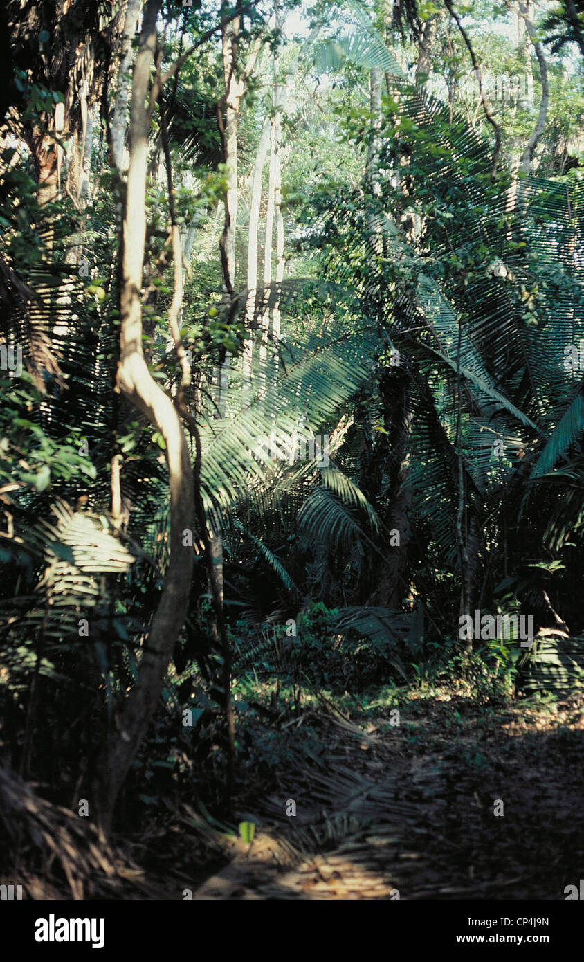 Brazil Amazon Forest Stock Photo - Alamy
