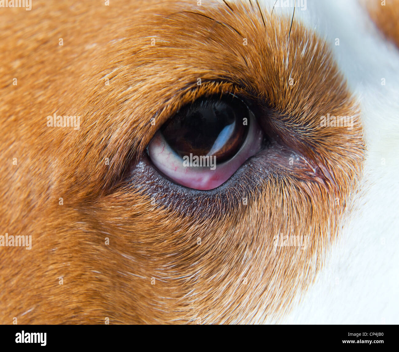 Eye of a dog , macro shot , focus on a center Stock Photo - Alamy