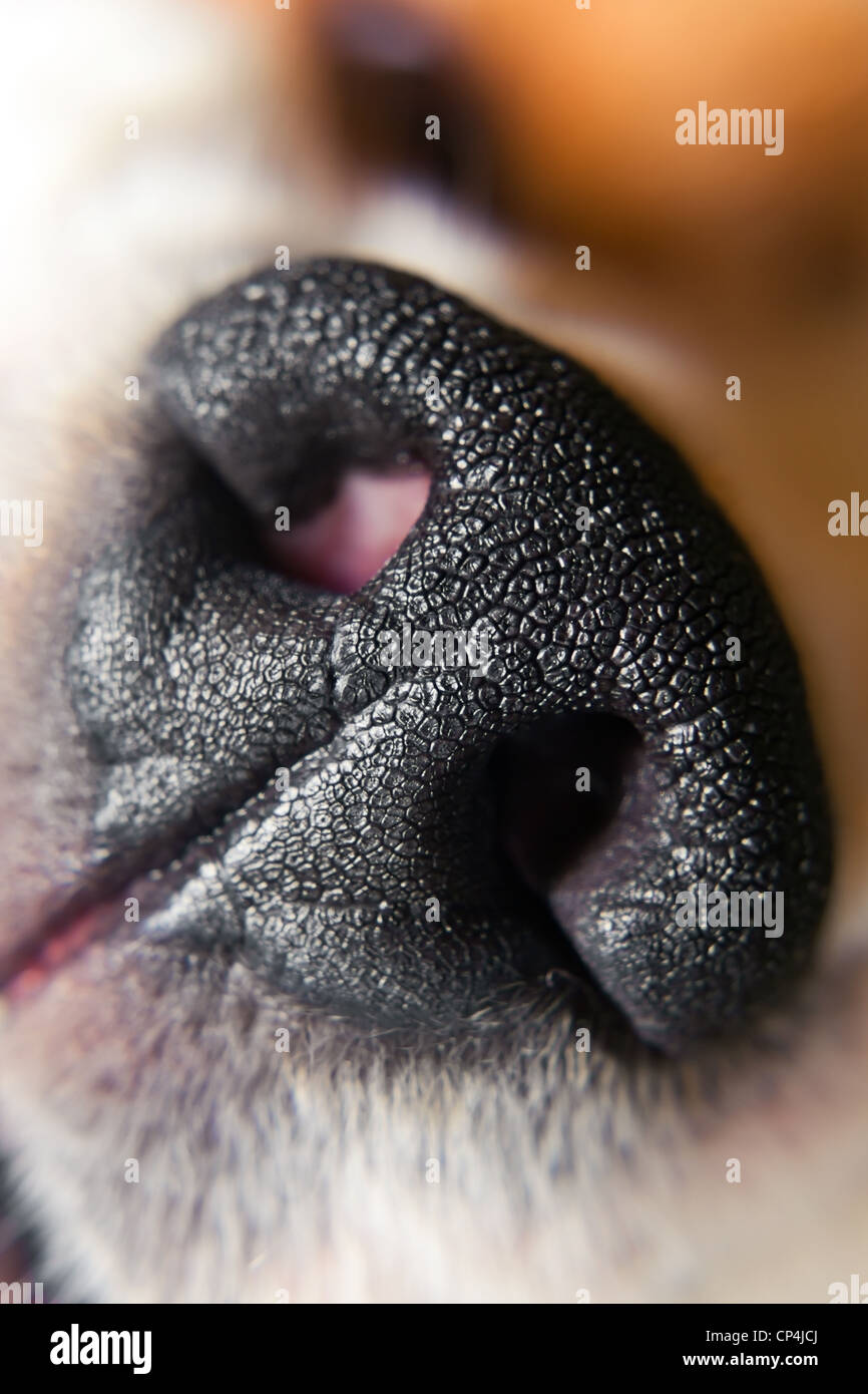 Nose of a dog hi-res stock photography and images - Alamy
