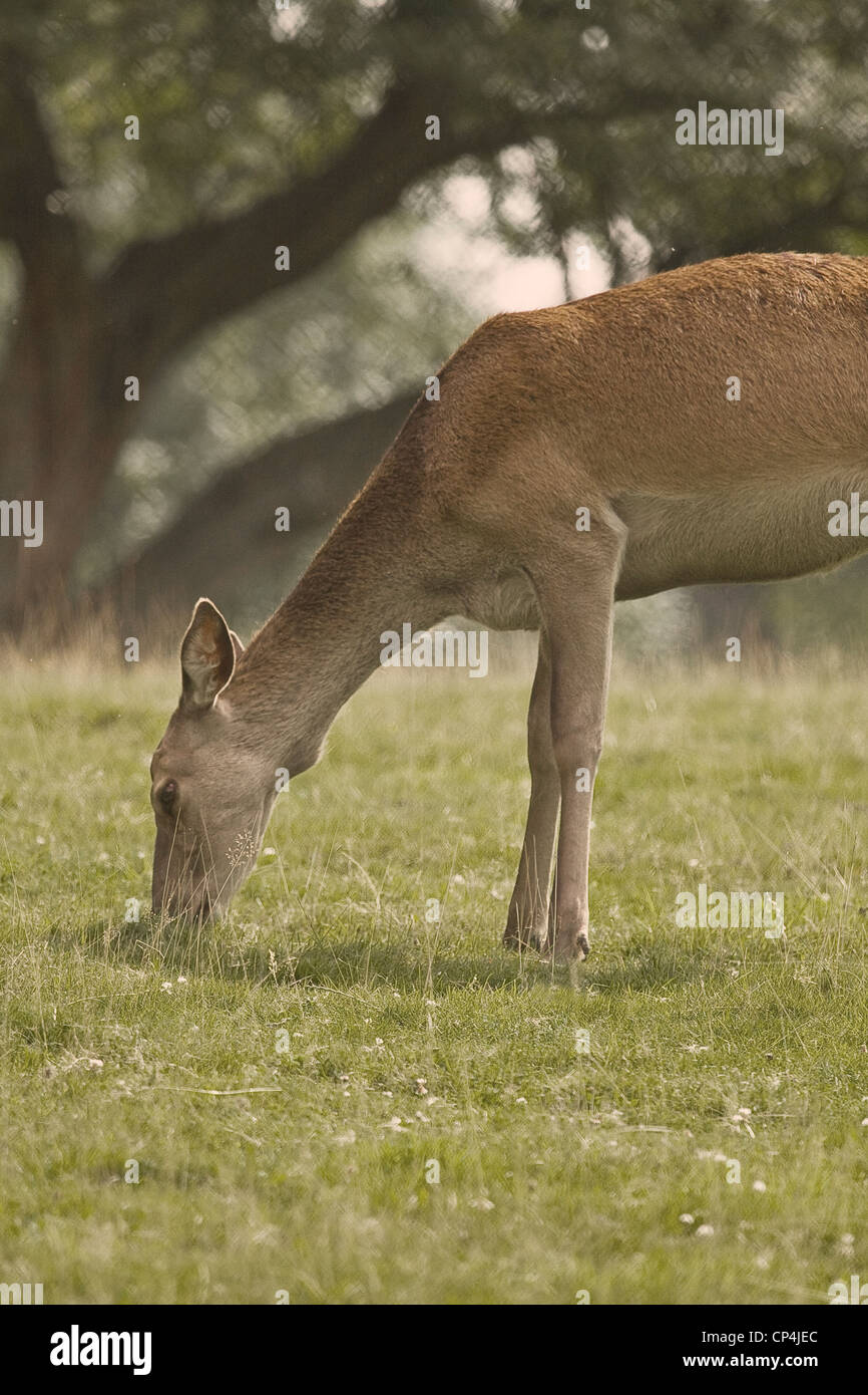 Red Deer Doe grazing Stock Photo - Alamy
