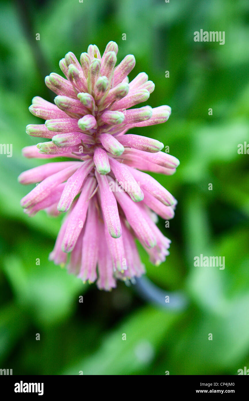 Forest Lily Veltheimia Bracteata Botanic Garden St Andrews Fife ...